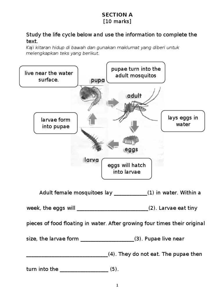 Life cycle mosquitoes text completion | PDF | Insects | Hexapoda