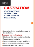 Burdizzo Method of Bovine Castration | PDF | Medicine | Male Mammals
