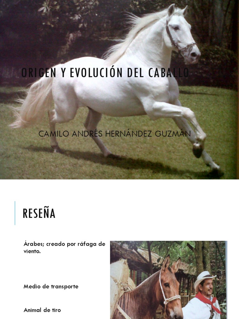01 Historia y Evolución Del Caballo PDF | PDF | Équidos | Caballos