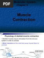 Steps of the Cross Bridge Cycle | PDF | Muscle Contraction ...