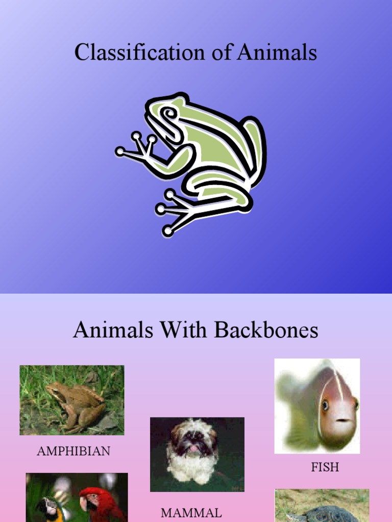 Animal Classification Guide | PDF | Invertebrate | Amphibian