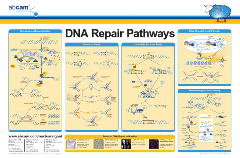 DNA Repair Pathways Poster