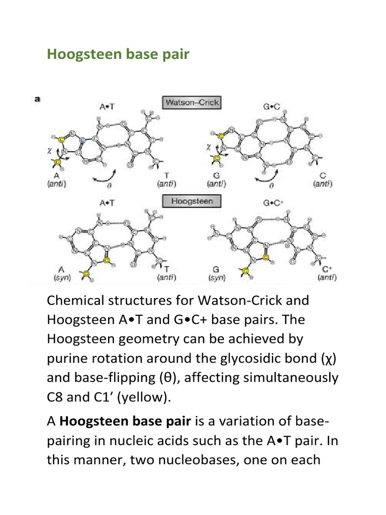 Hoogsteen Base Pair PDF | Download Free PDF | Natural Products | Life ...