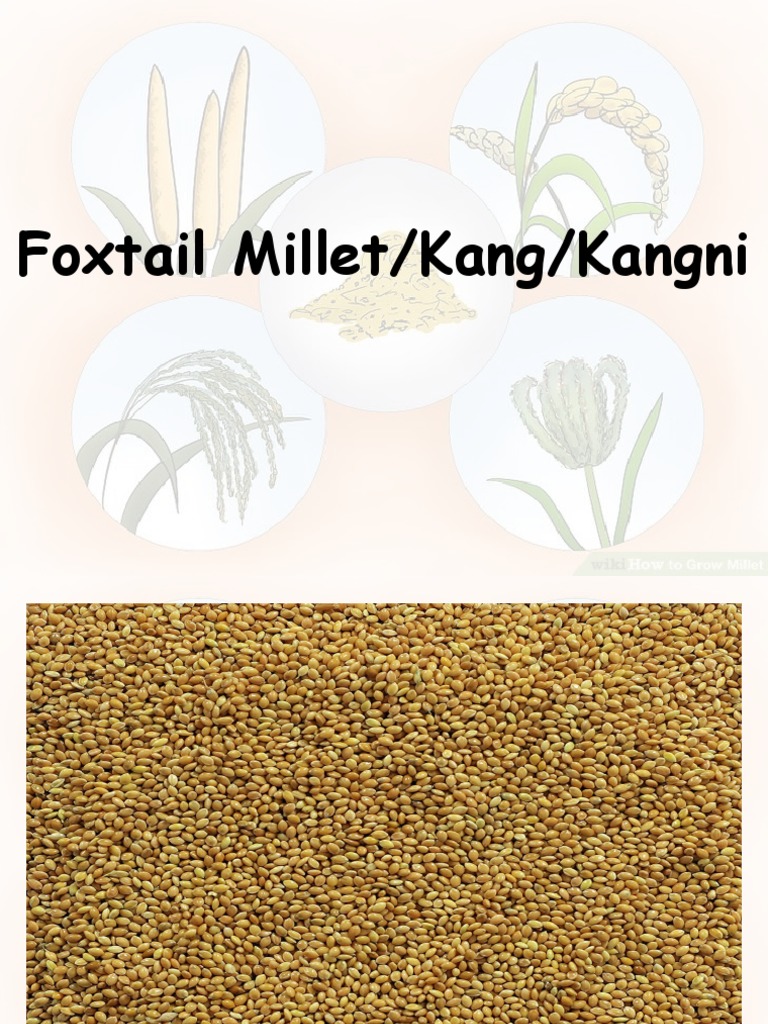 Foxtail Millet | PDF | Ayurveda | Foods