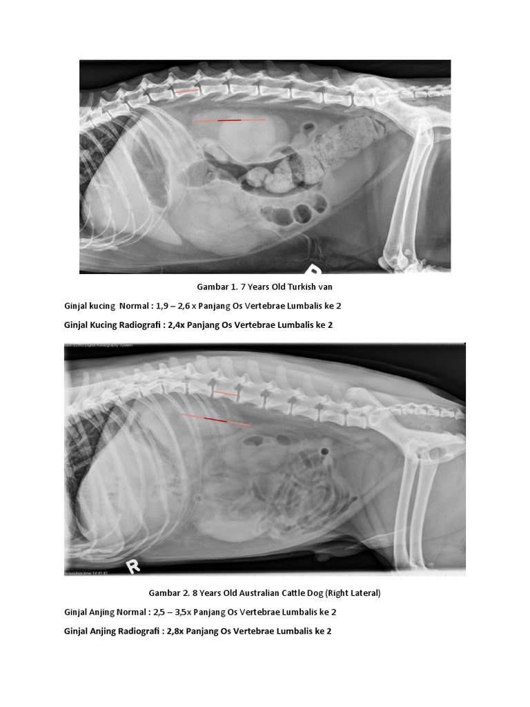 Ukuran Ginjal Kucing ANJING | PDF