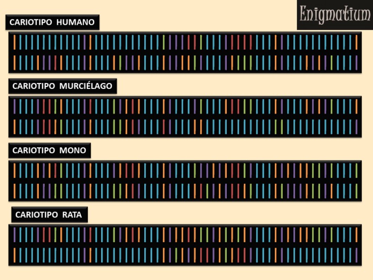 Cariotipos | PDF