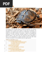 Lectura Comprensiva La Tortuga Marina 5 | PDF