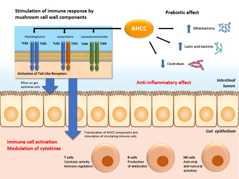 AHCC Mechanism | PDF