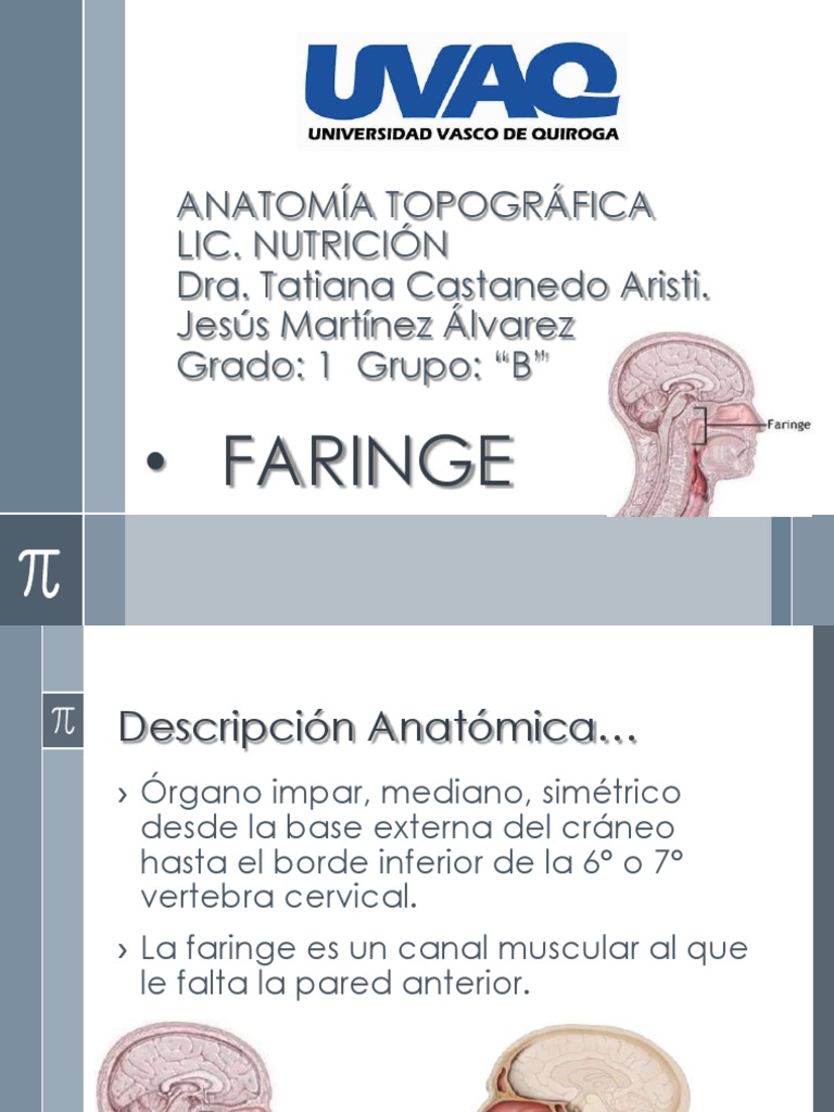 Anatomía y Función de la Faringe | PDF | Nervio vago | Cabeza y cuello ...