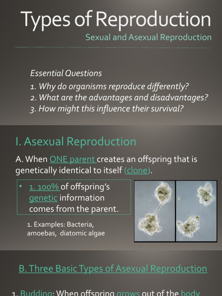 Types of Reproduction: Sexual and Asexual Reproduction | PDF