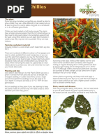 Siling Labuyo Cultivation Guide | PDF | Horticulture And Gardening ...