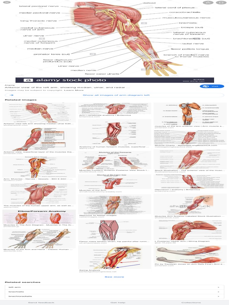 Arm Diagram Left - Google Search PDF | PDF | Arm | Musculoskeletal System