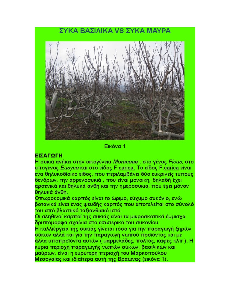 ΣΥΚΑ ΒΑΣΙΛΙΚΑ VS ΣΥΚΑ ΜΑΥΡΑ | PDF