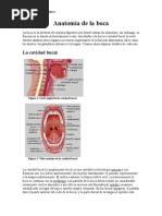 Triangulo de Farabeuf | PDF | Anatomía humana | Cabeza y cuello humanos
