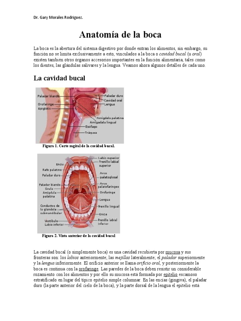 Anatomía de La Boca | PDF | Diente | Boca