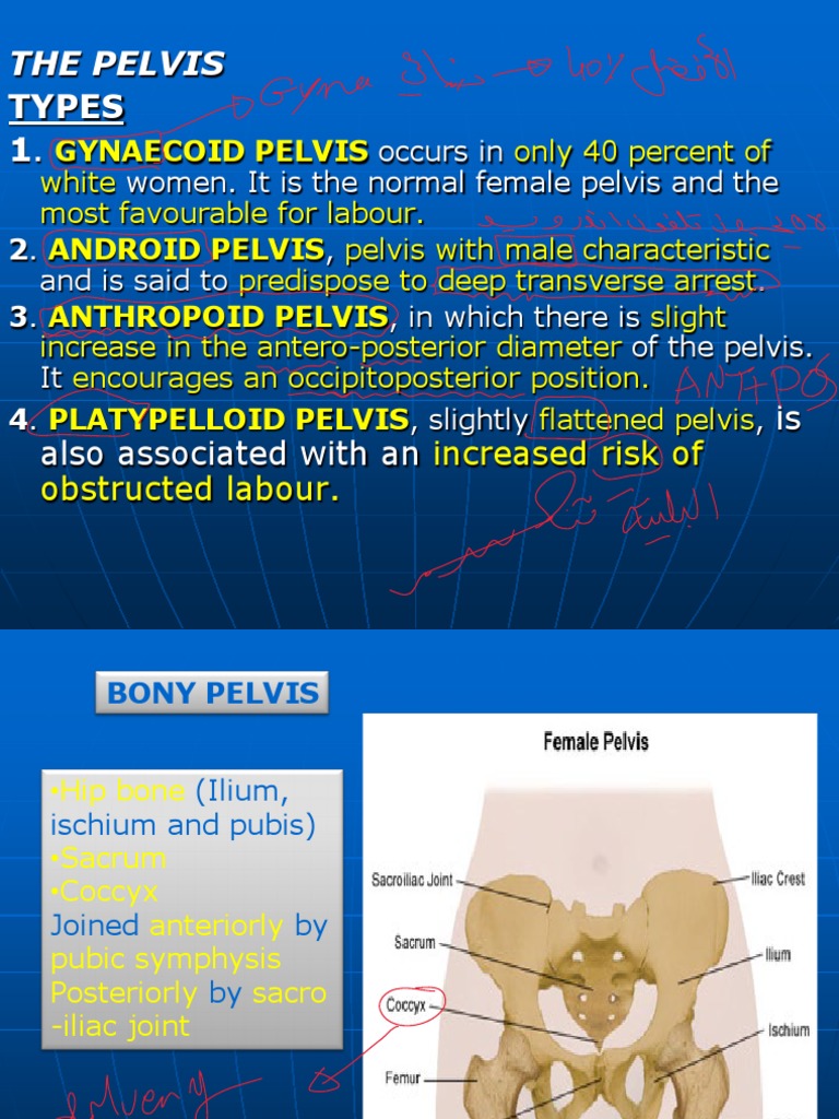 Female Pelvis | PDF | Pelvis | Skeletal System