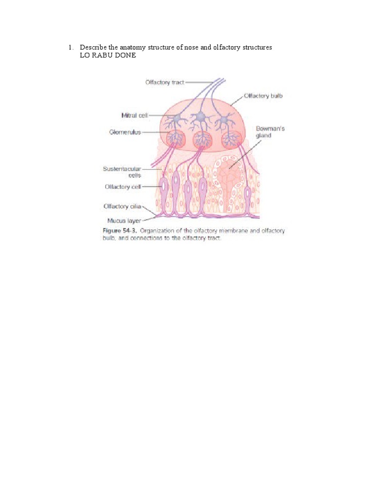 SSS Week 4 WO JUMAT | PDF | Tongue | Olfactory System