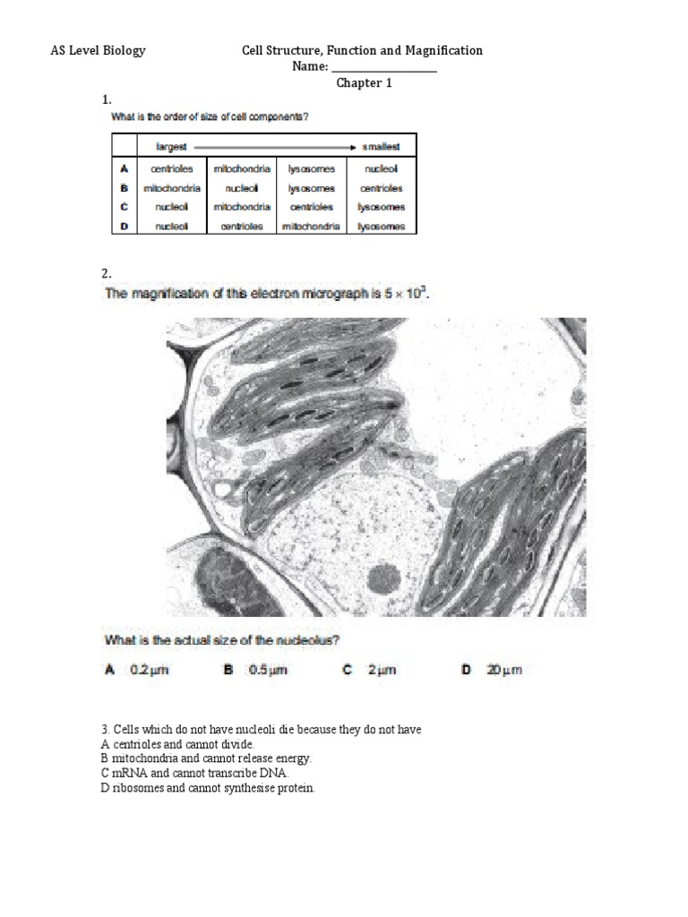 AS Level Biology Cell Structure, Function and Magnification Name: - 1 ...