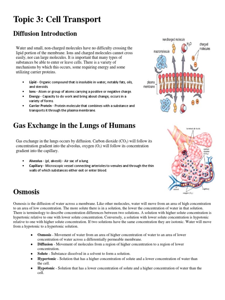 Cellular Transport Notes | PDF | Cell Membrane | Osmosis
