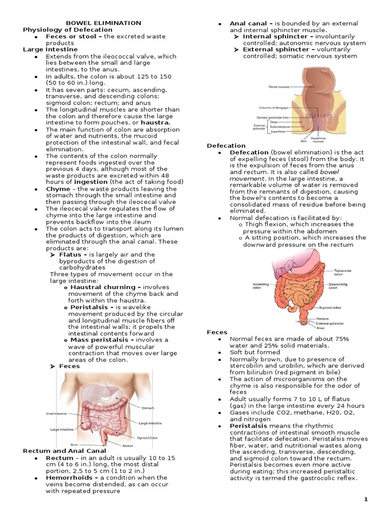 Bowel and Urine Elimination | PDF | Constipation | Human Feces