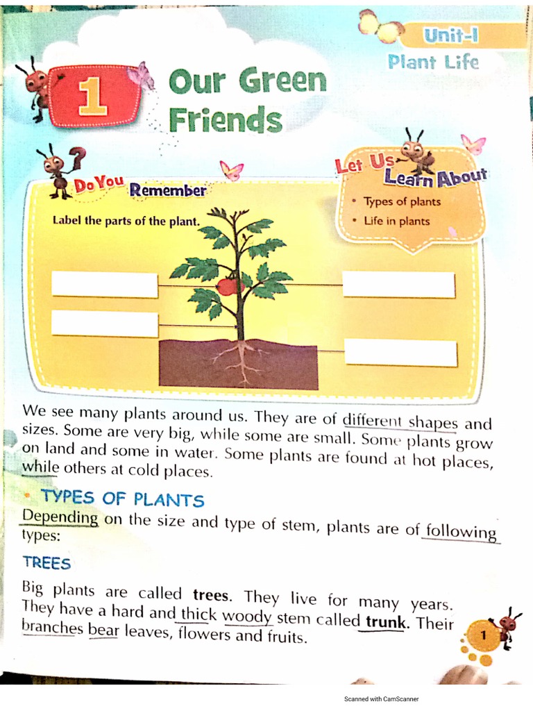 Class II - Science. Chap. 1 - Our Green Friends | PDF