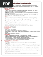 Anatomie des anses grêles et mésentère | PDF | Péritoine | Spécialités ...