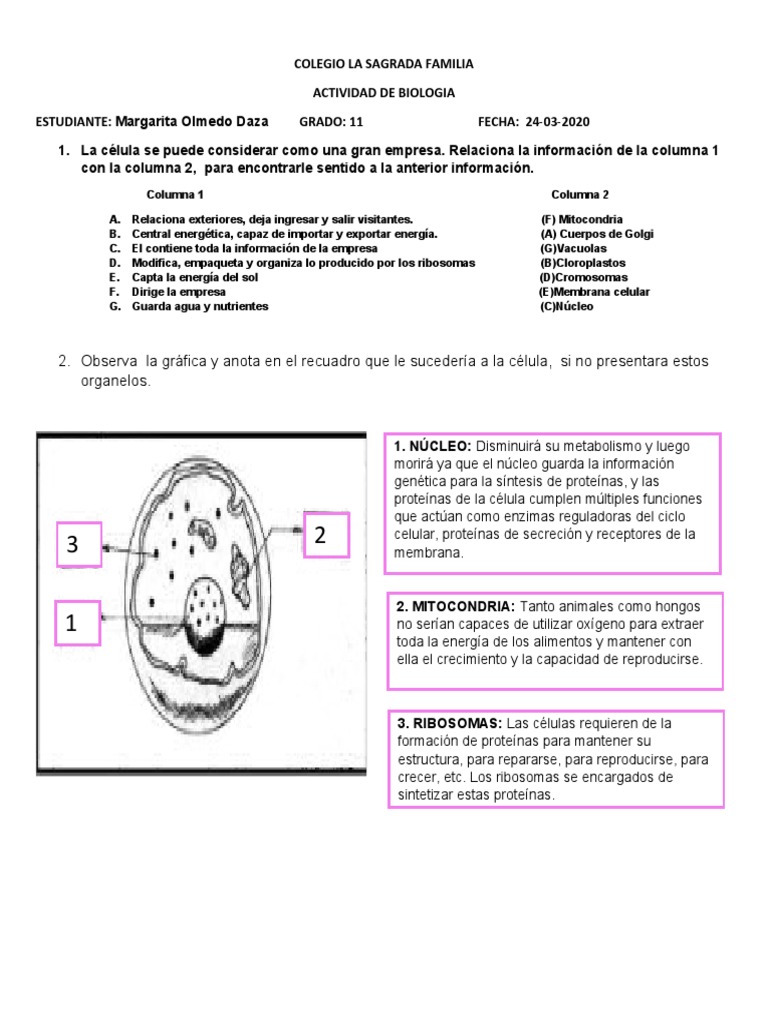 Actividad La Celula 11-Margarita Olmedo | PDF | Citoplasma | Ribosoma