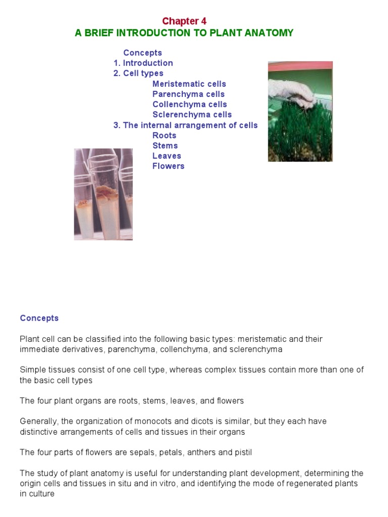 Chapter 4 - Cell and Tissue | PDF | Plant Stem | Tissue (Biology)