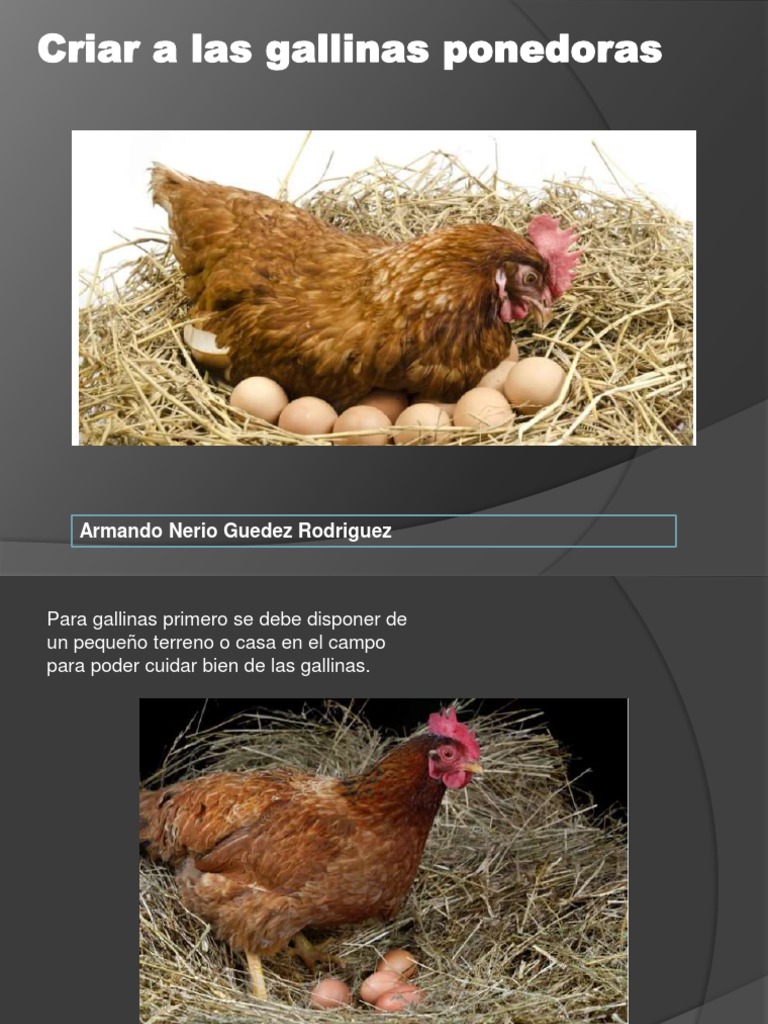 Criar Gallinas Ponedoras | PDF