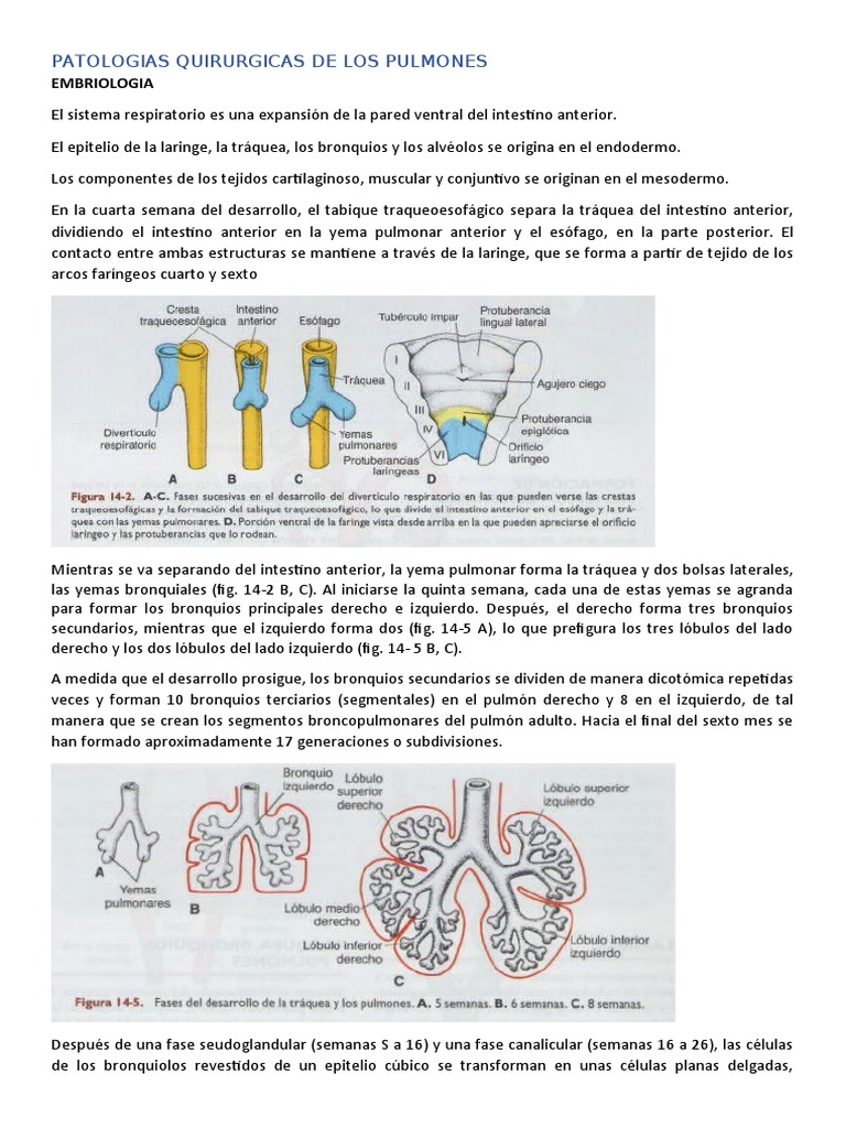 Patologias CX de Los Pulmones | PDF | Pulmón | Cáncer