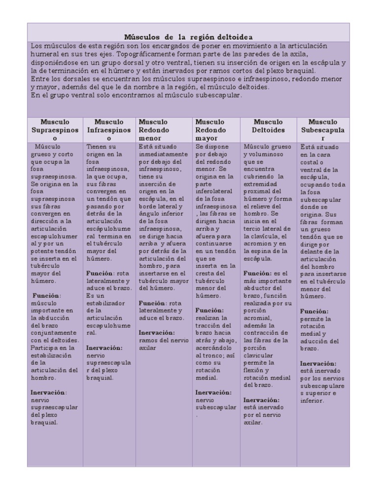 Músculos Relacionados Con El Esqueleto Apendicular | PDF | Mano | Hombro