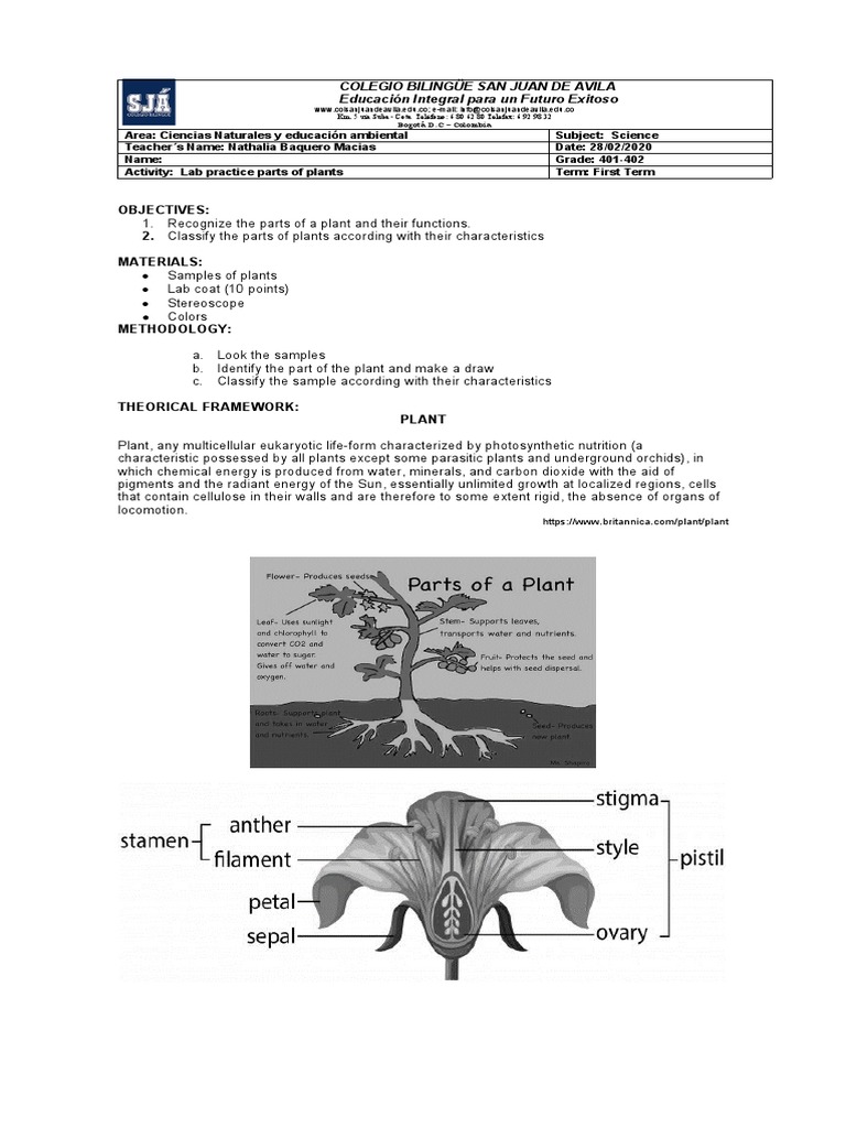 Parts of Plants Laboratory | PDF | Plants | Leaf