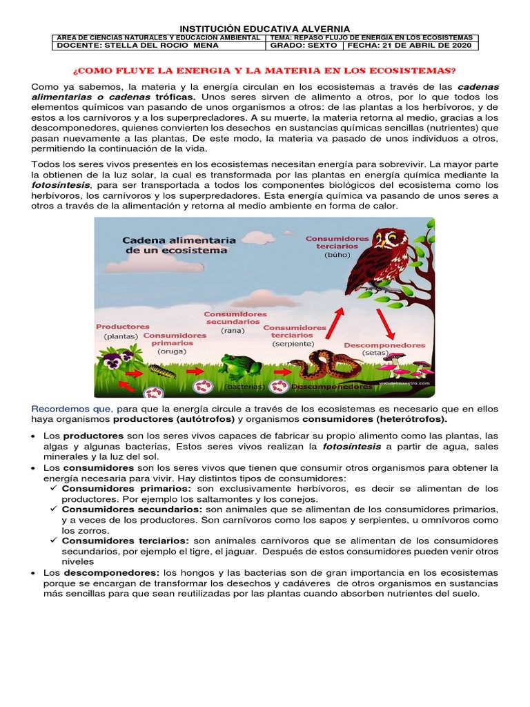 Flujo de Energía en Ecosistemas | PDF | Organismos | Naturaleza