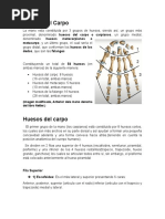 Anatomía de las Falanges en Veterinaria | PDF | Sistema esquelético ...