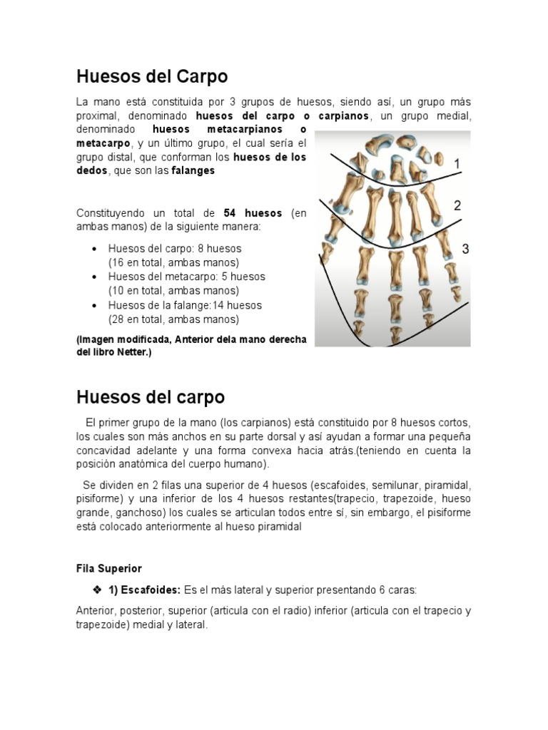 Huesos del Carpo y Metacarpo en la Mano | PDF | Mano | Sistema ...