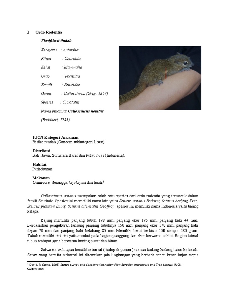 Spesies Tupai: Callosciurus notatus | PDF