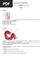 Transito Intestinal Estudios Especiales RADIOLOGIA | PDF | Intestino ...