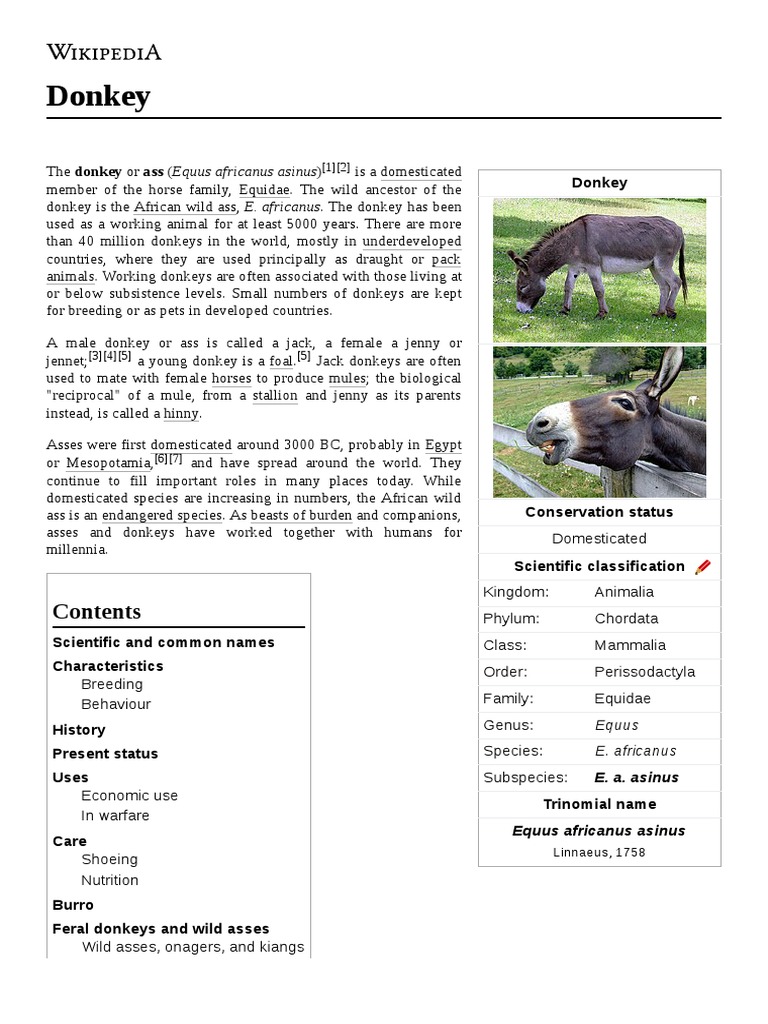 Donkey | PDF | Donkey | Equus (Genus)