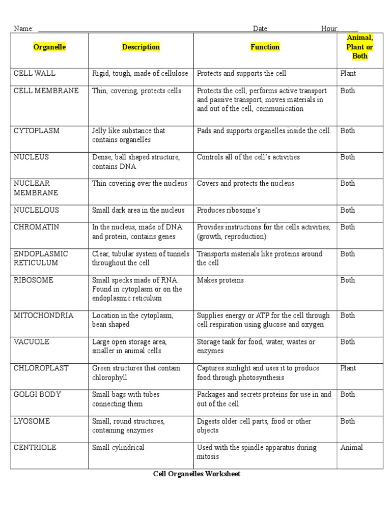 Cell Organelles Worksheet Pdf