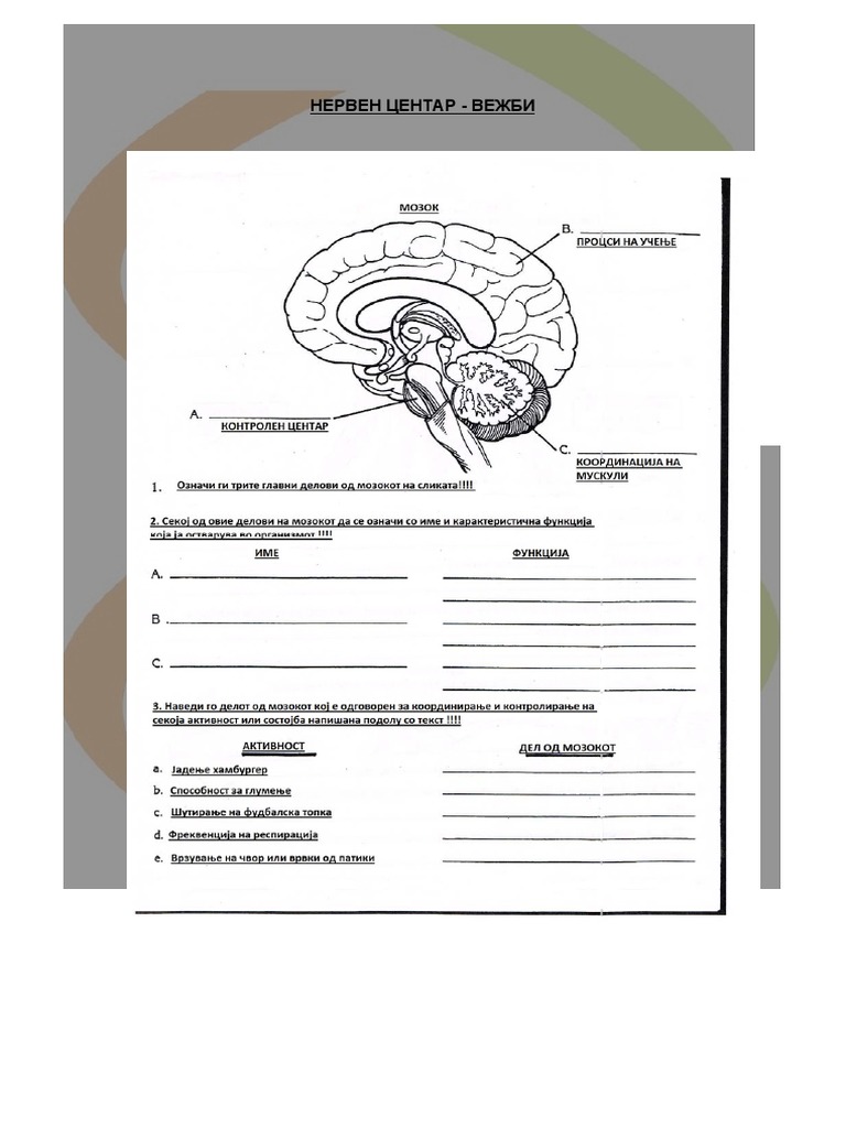Nerven Centar Vezbi 2 | PDF