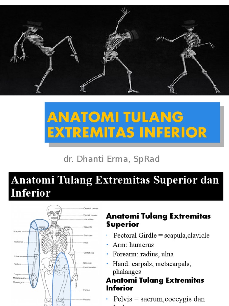 Anatomi Tulang Extremitas Inferior | PDF