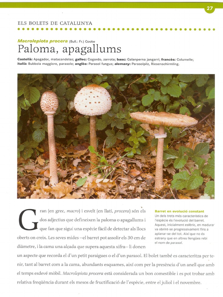 APAGALLUMS | PDF
