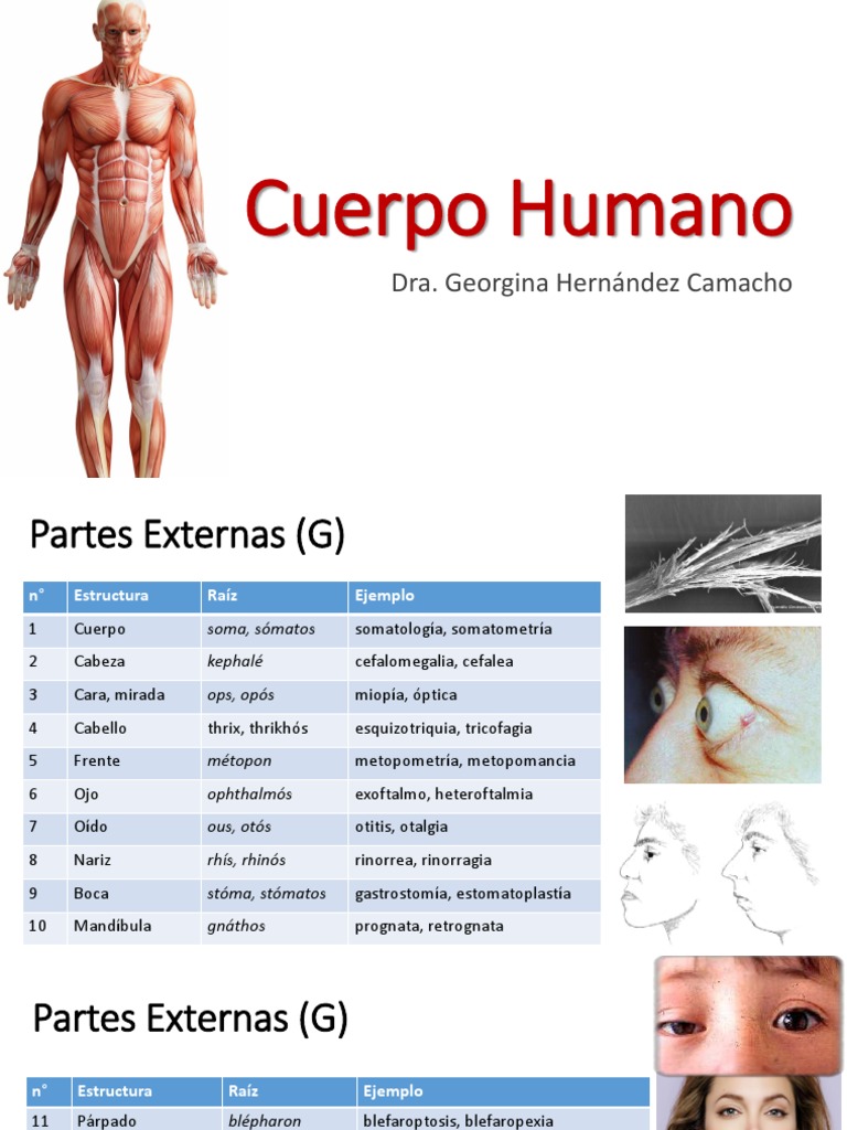 Partes Del Cuerpo Humano Ejemplos De