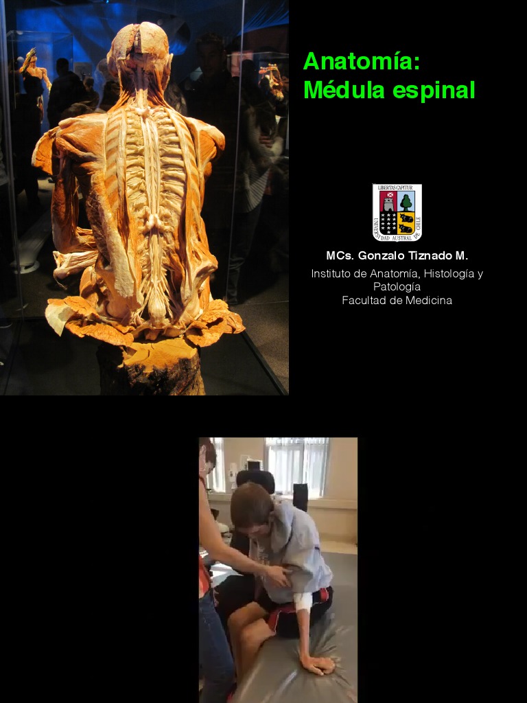 Anatomia Medula Espinal | PDF | Médula espinal | Sistema nervioso central
