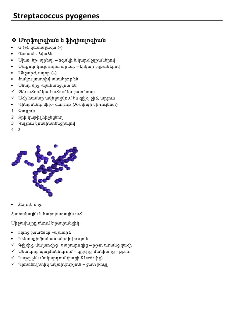 Strep. Pyogenes 2 | PDF
