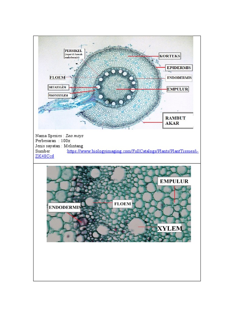 Akar Monocots CS LS | PDF