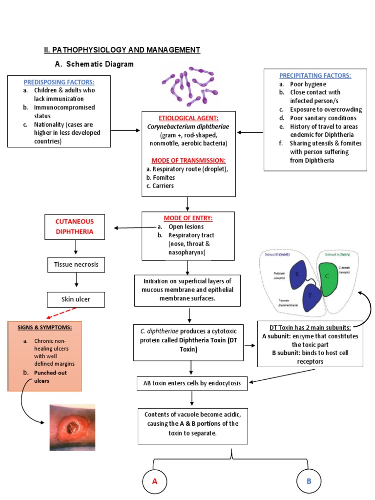 Diphtheria Schematic Diagram (Pathophysiology0 | PDF | Immunology ...