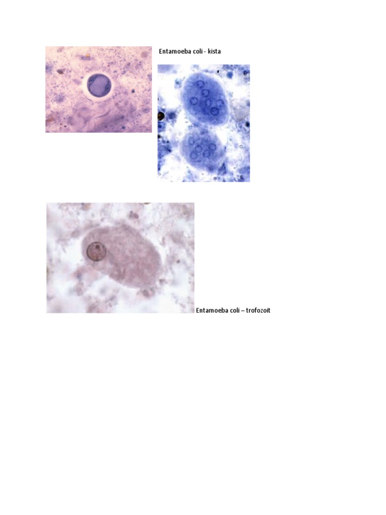 Entamoeba Coli | PDF
