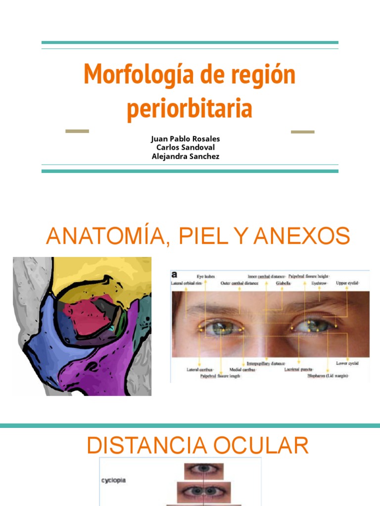 Anatomía de la región periorbitaria | PDF | Ojo | Oftalmología