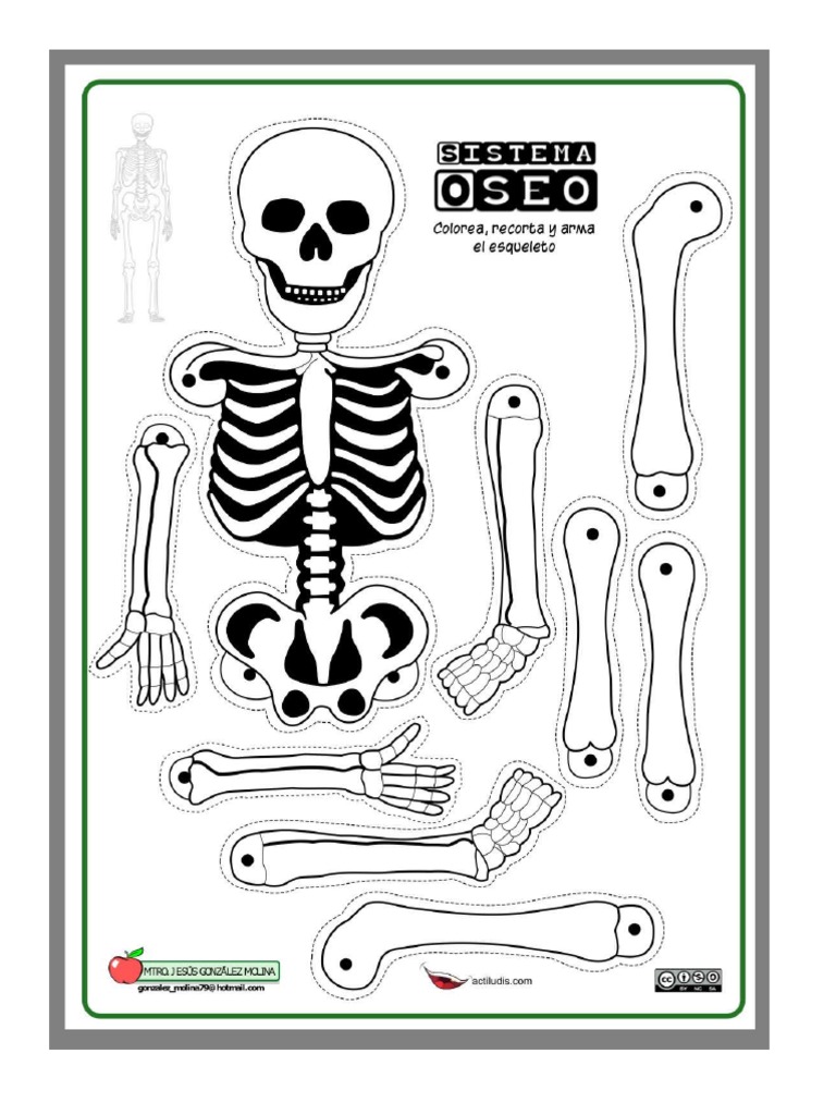 Ficha Recortable Esqueleto | PDF